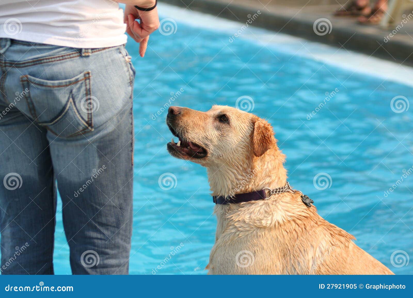 A cute dog at a pool stock image. Image of water, owner - 27921905