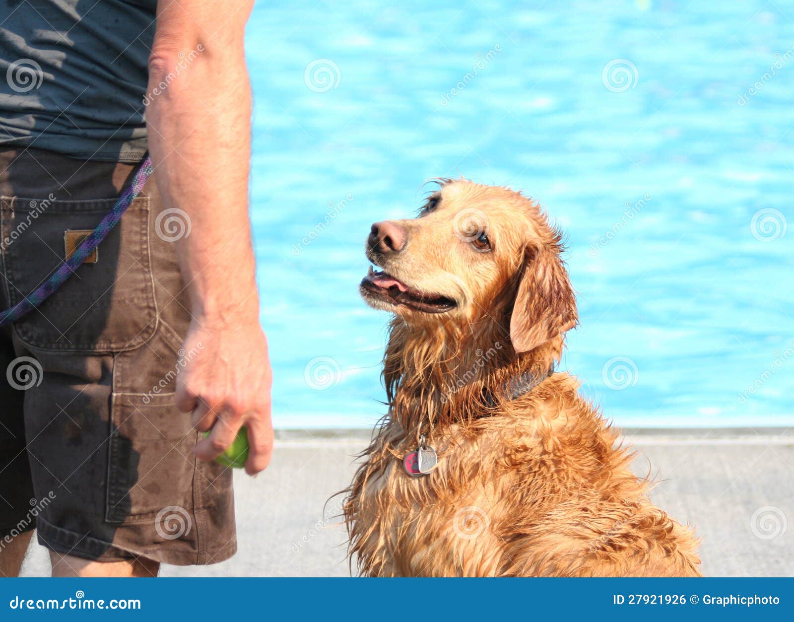 A cute dog at a pool stock photo. Image of vacation, blue - 27921926