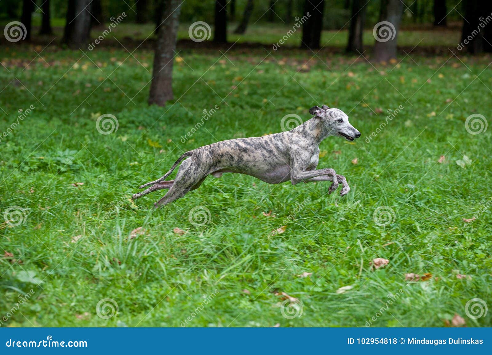 Whippet Dog Running on the Grass. Stock Photo - Image of white, mammal ...
