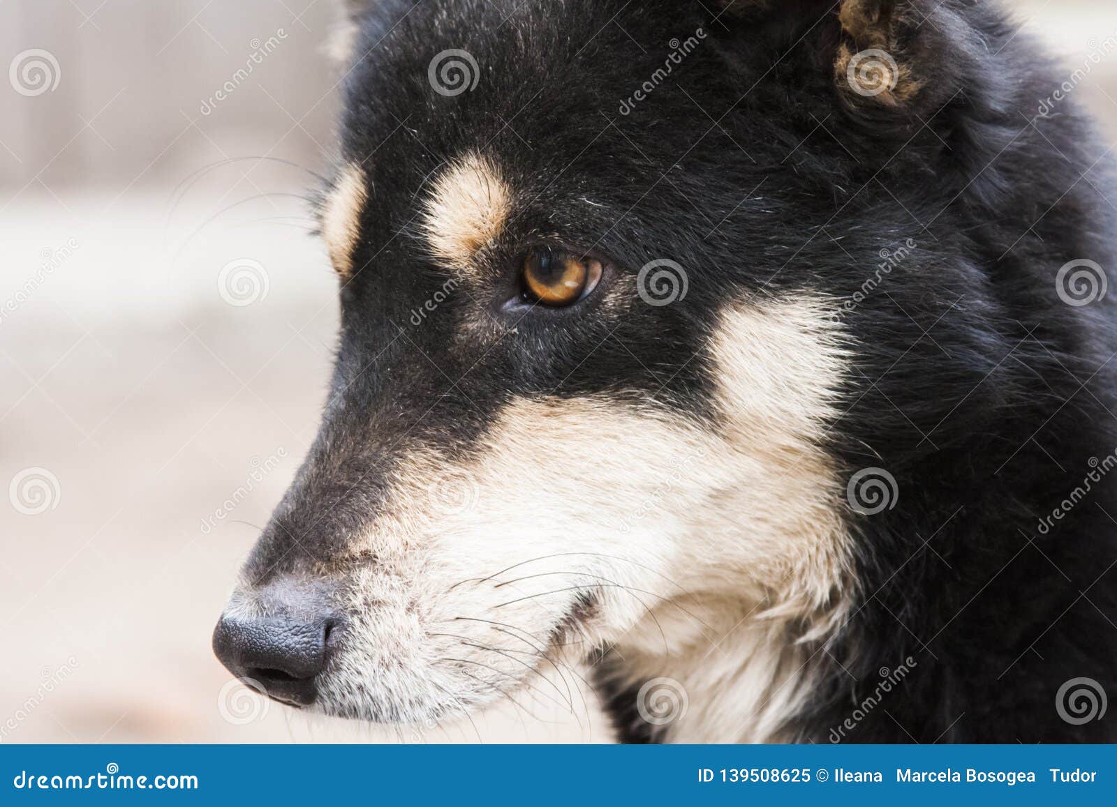 Cute dog portrait stock image. Image of brown, looking - 139508625