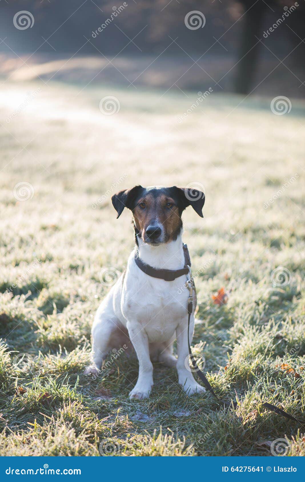 Cute dog posing outdoor stock image. Image of terrier - 64275641