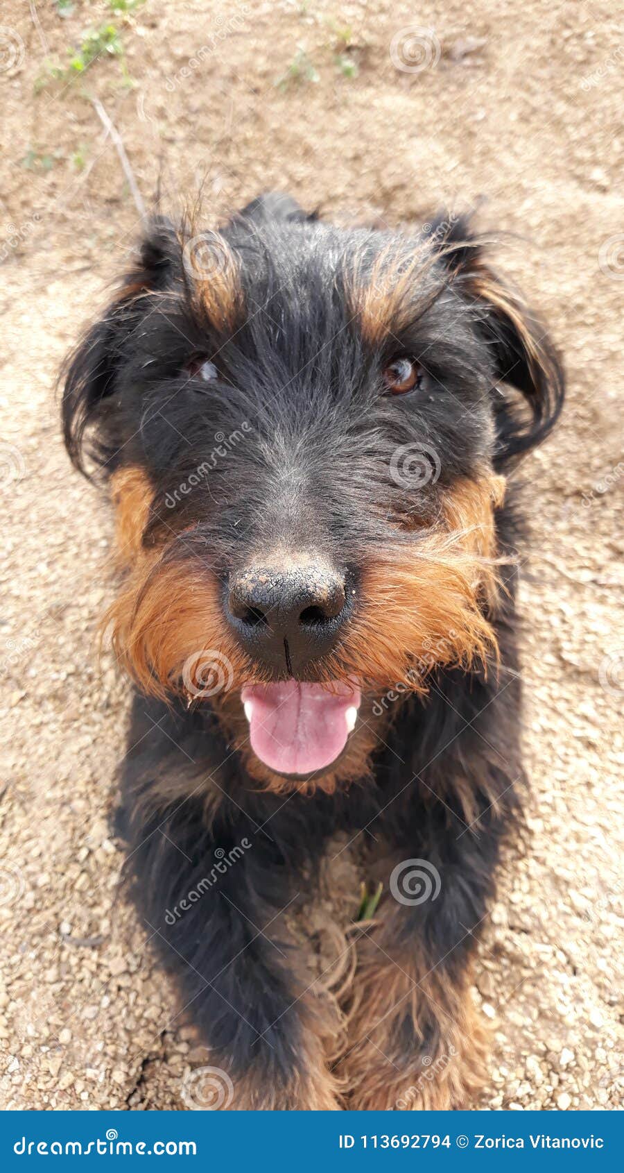 Cute dog posing stock photo. Image of animal, posing - 113692794