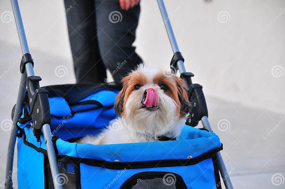 Cute Dog in Pram stock photo. Image of baby, animal, pram - 7684984