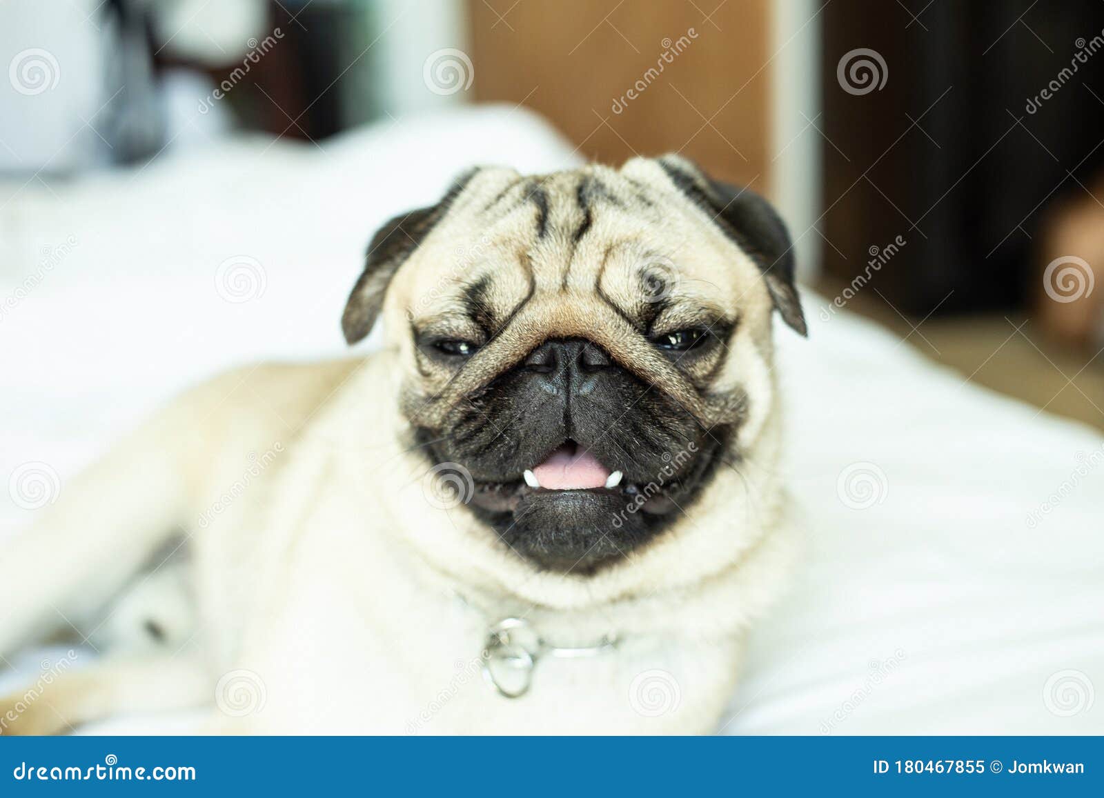 Cute Dog Pug Breed Have a Question and Making Funny Face Stock Image ...