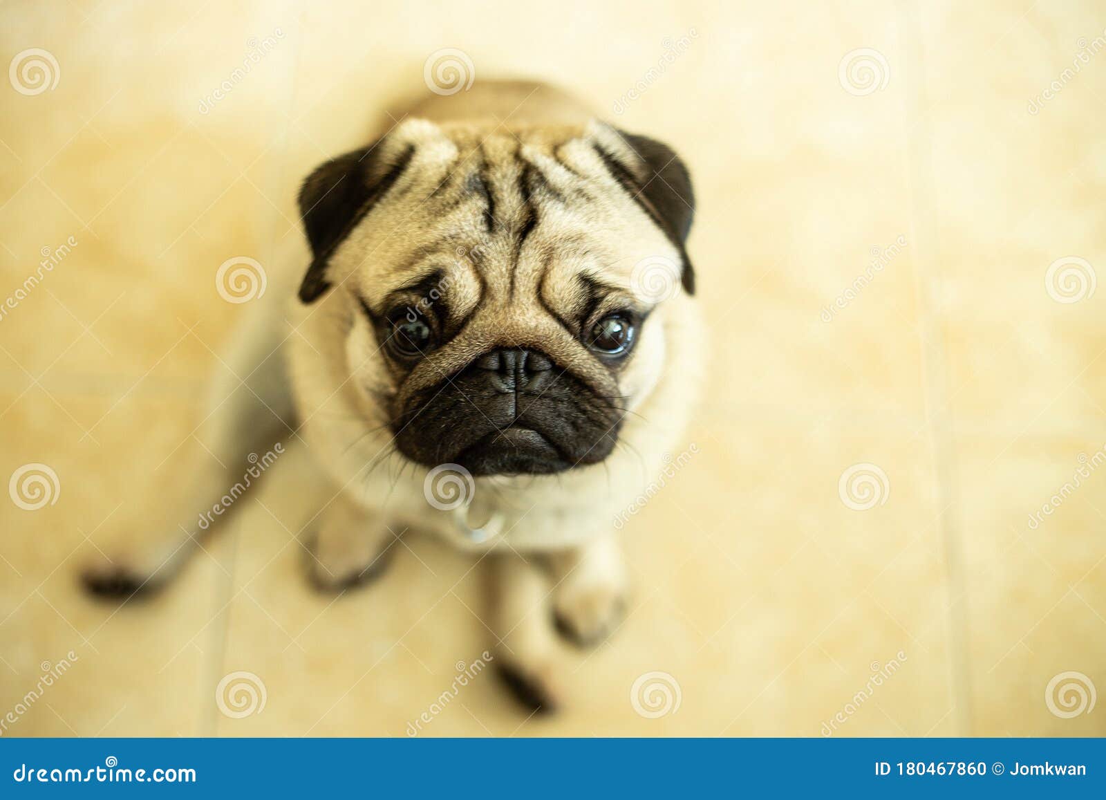 Cute Dog Pug Breed Have a Question Stock Photo - Image of friendship ...