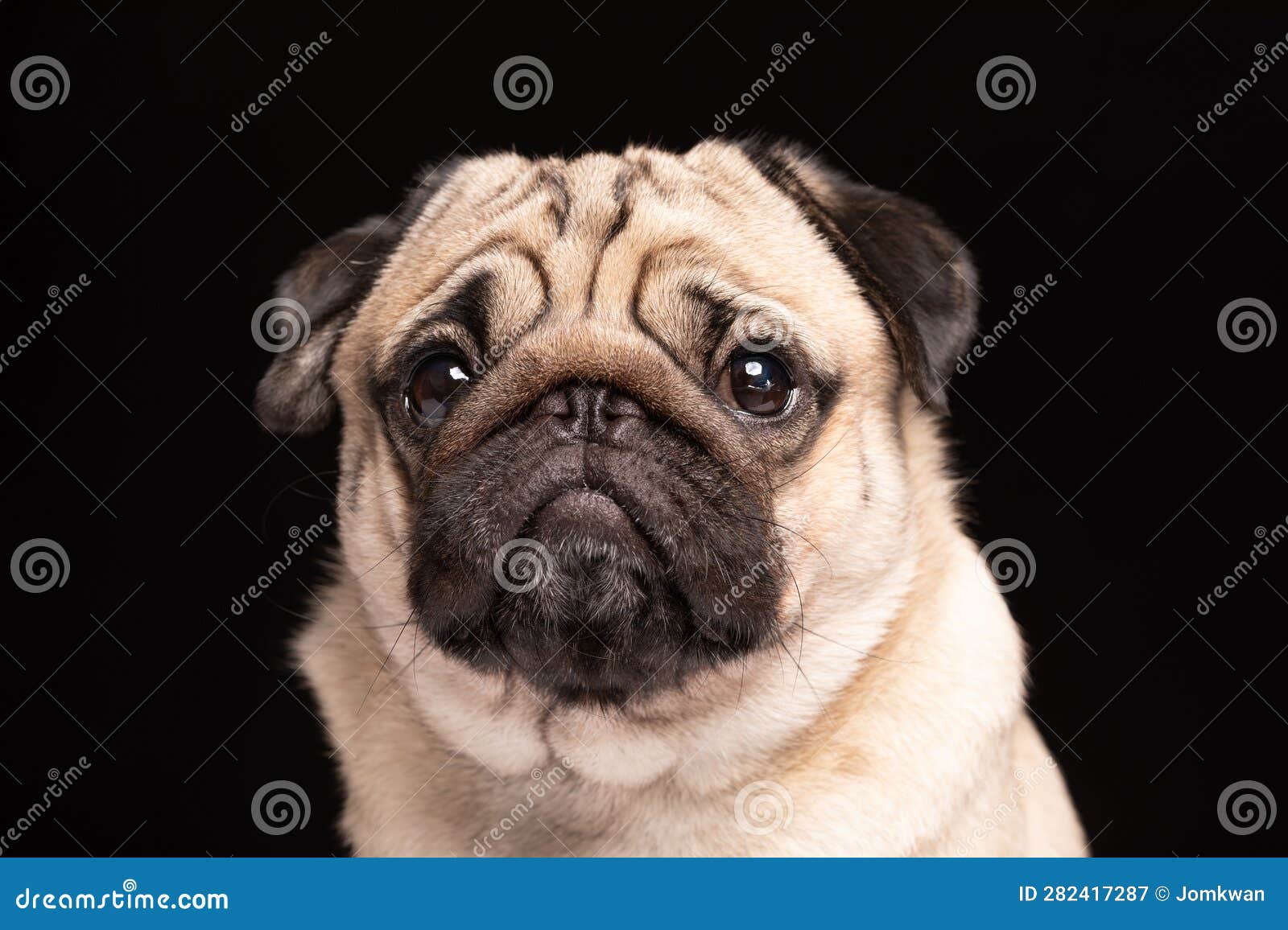 Cute Dog Pug Breed Looking Camera and Making Funny Face Isolated on ...