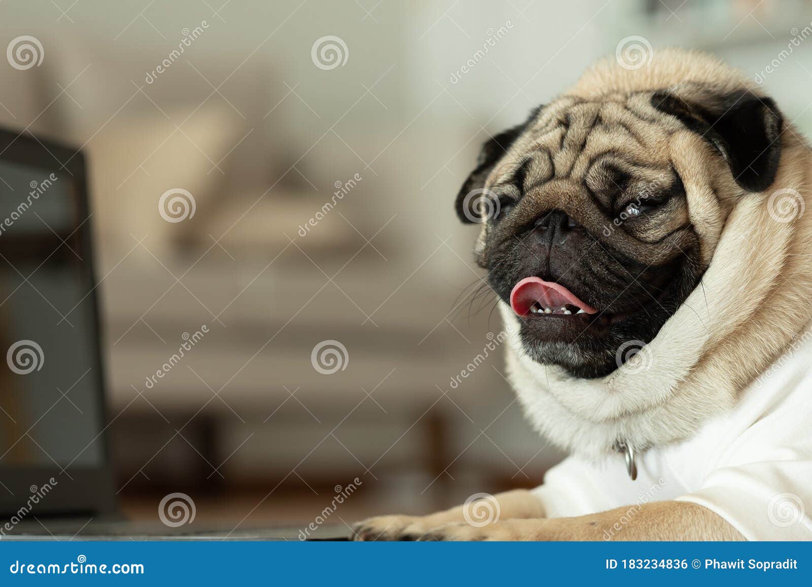 Cute Dog Pug on Ground Looking on Computer Laptop Screen Working and ...