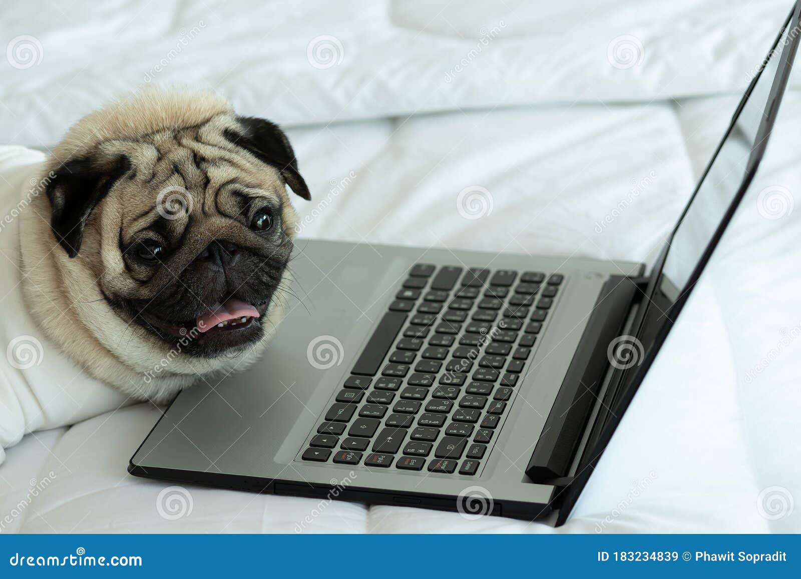 Cute Dog Pug on Ground Looking on Computer Laptop Screen Working and ...