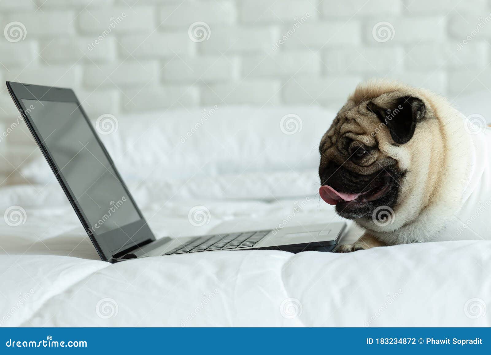 Cute Dog Pug on Ground Looking on Computer Laptop Screen Working and ...