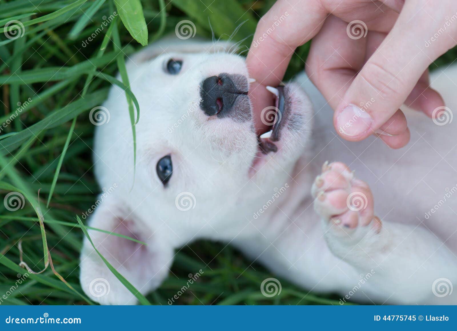 Cute dog stock image. Image of human, young, bite, cute - 44775745
