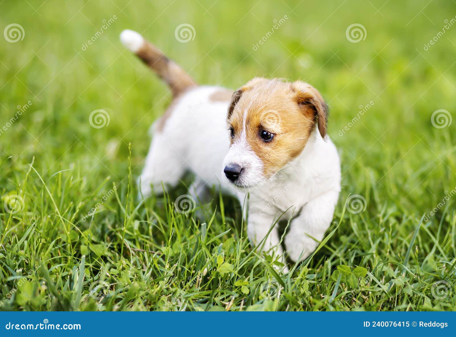 Cute Dog Puppy Walking in the Grass, Pet Training Stock Image - Image ...