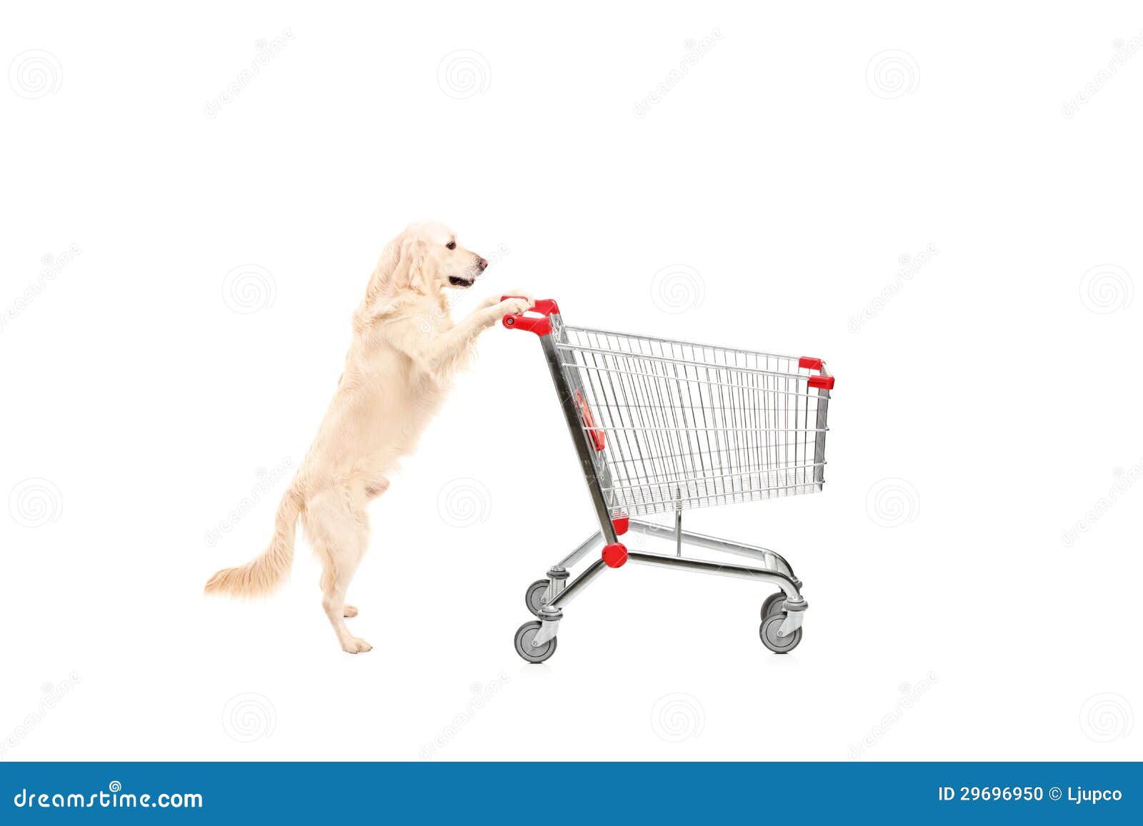 Cute Dog Pushing an Empty Shopping Cart Stock Photo - Image of studio ...