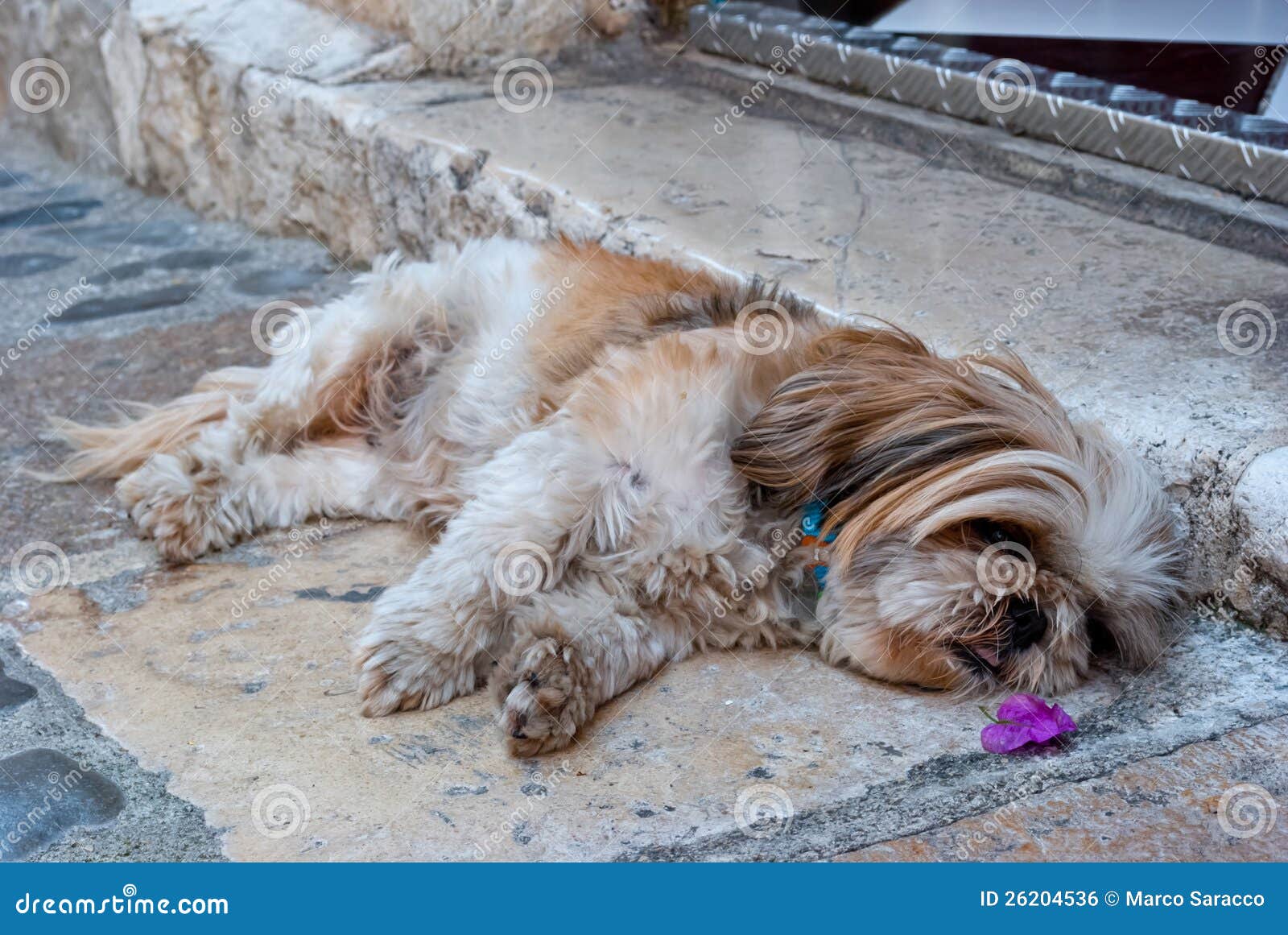 Cute dog relaxing stock photo. Image of friendly, sleep - 26204536