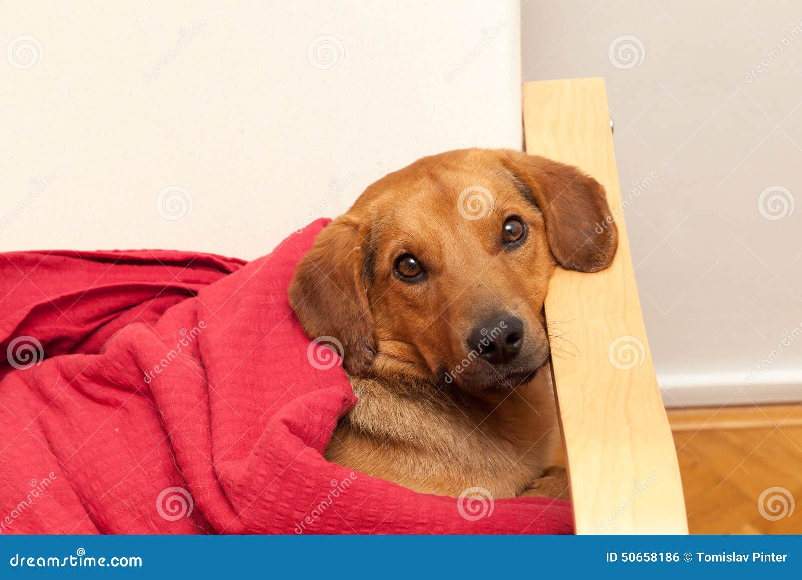 Cute Dog Resting on the Couch Stock Photo - Image of nose, hair: 50658186