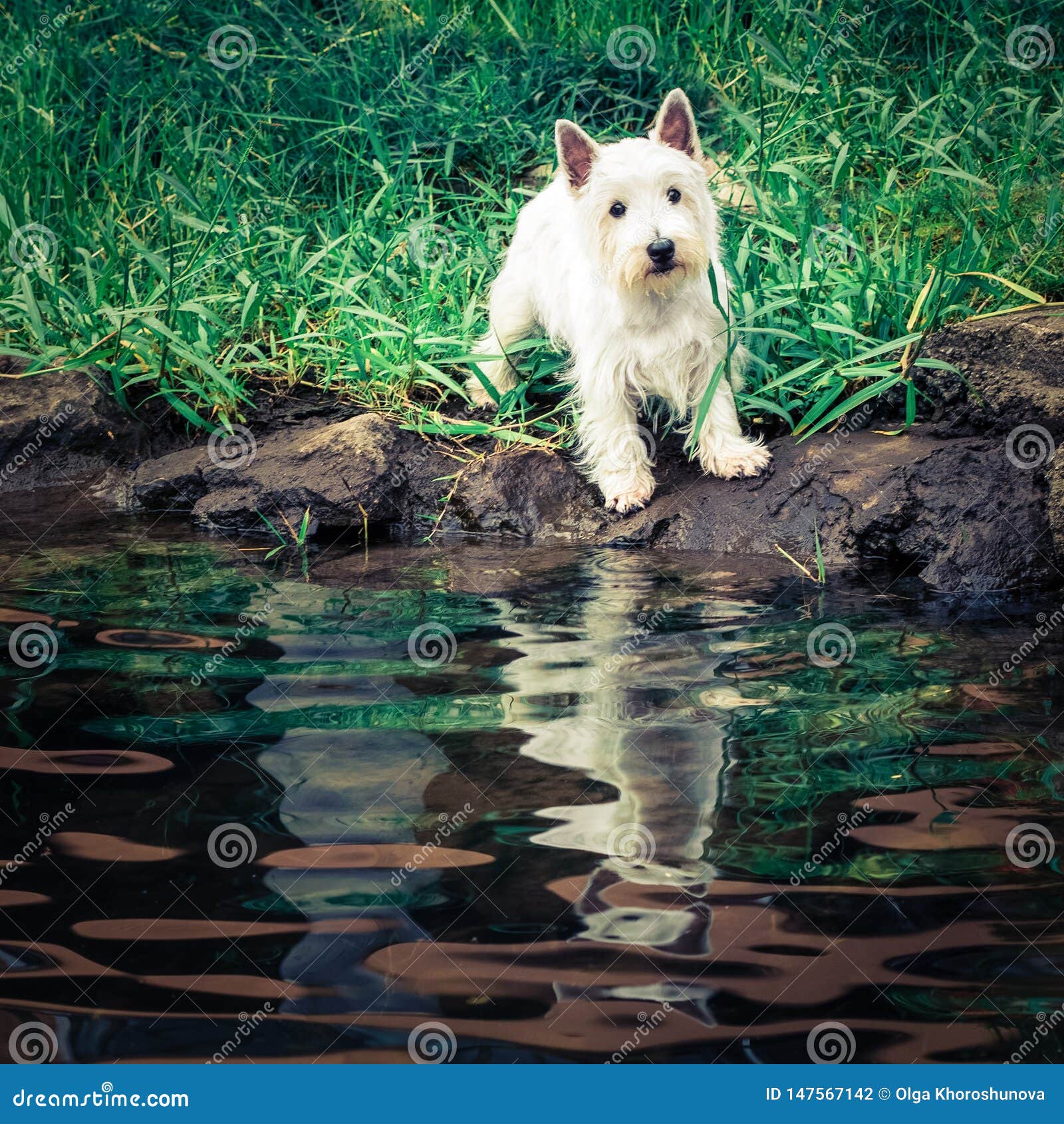 Cute Dog at Riverside Looking To Camera Stock Photo - Image of ...
