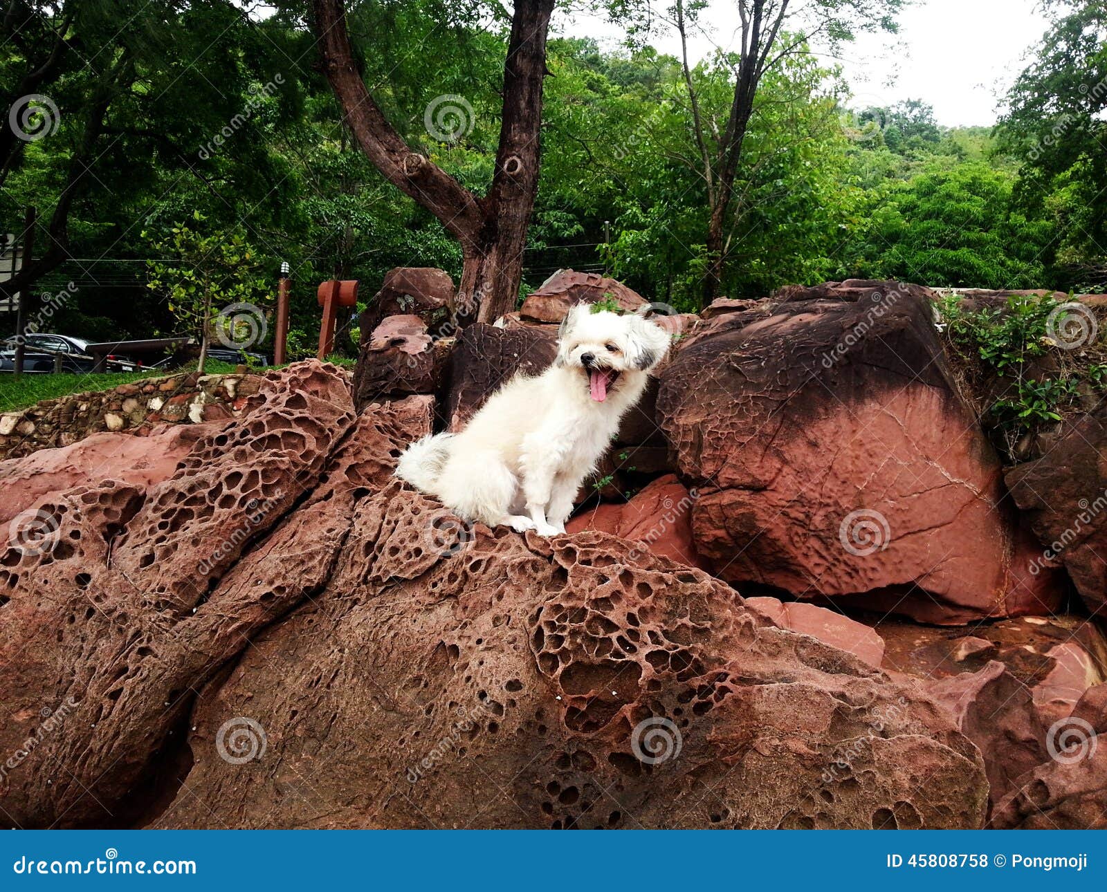 The cute dog on the rock stock photo. Image of nature - 45808758
