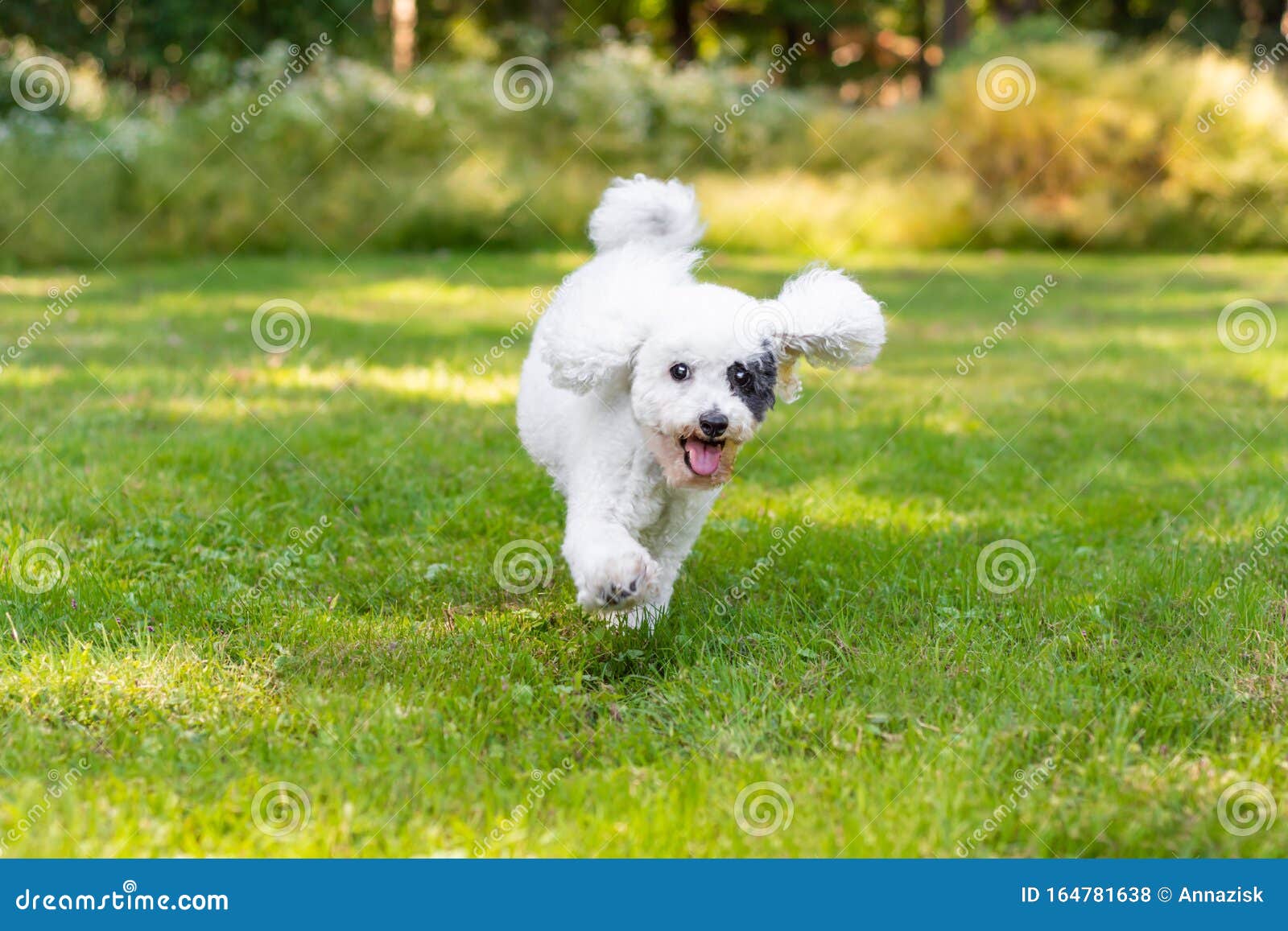 Cute dog running in grass stock photo. Image of moving - 164781638