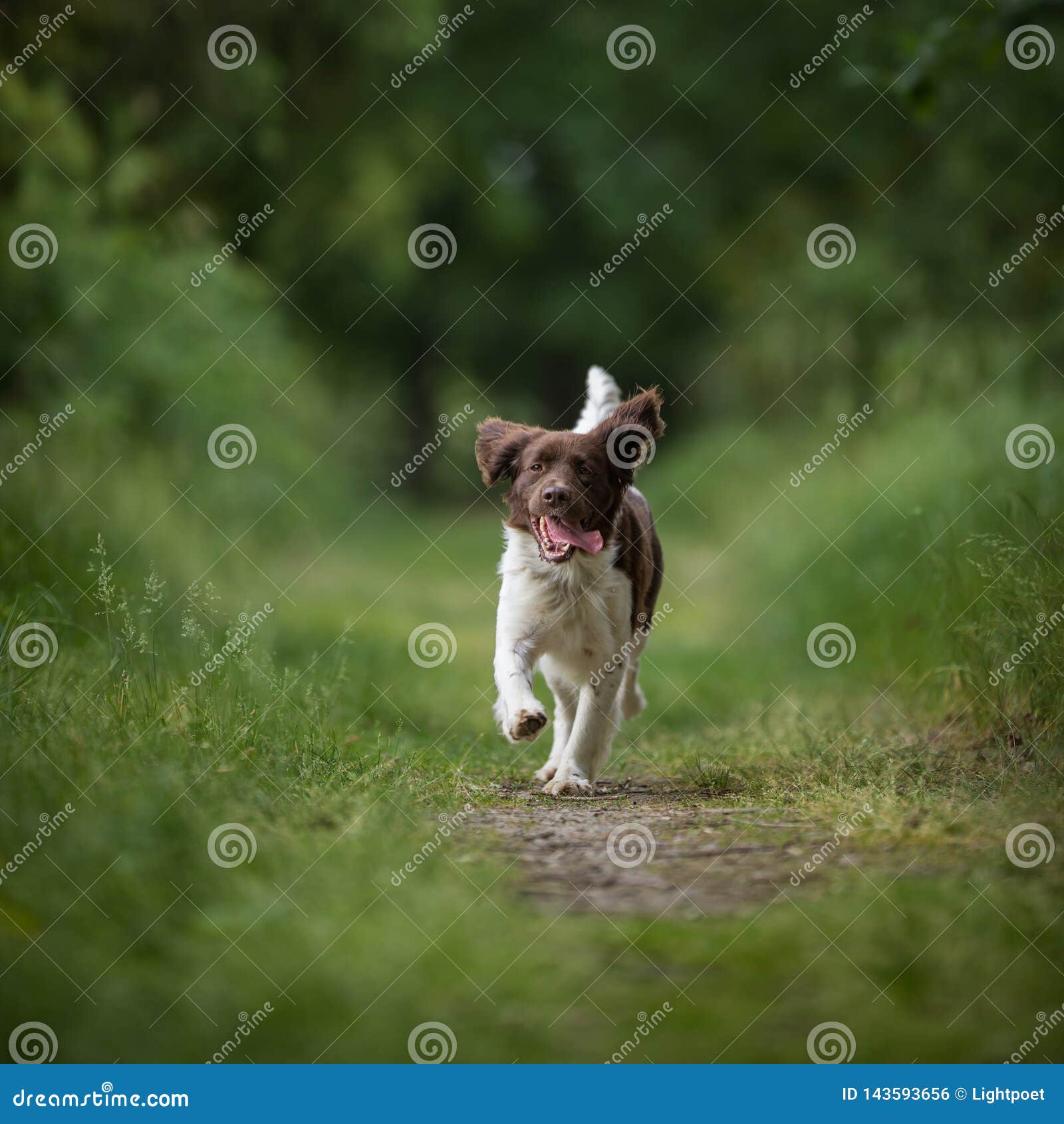 Cute dog running outdoors stock photo. Image of mammal - 143593656