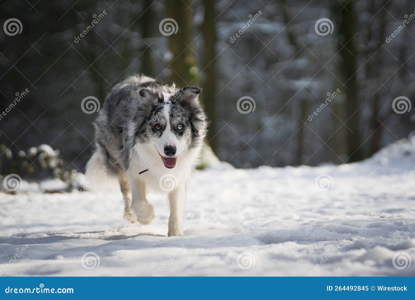Cute Dog Running on the Snow Stock Image - Image of nature, winter ...