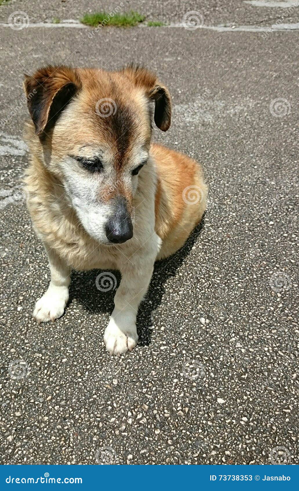 Cute dog with sad look stock image. Image of cute, brown - 73738353