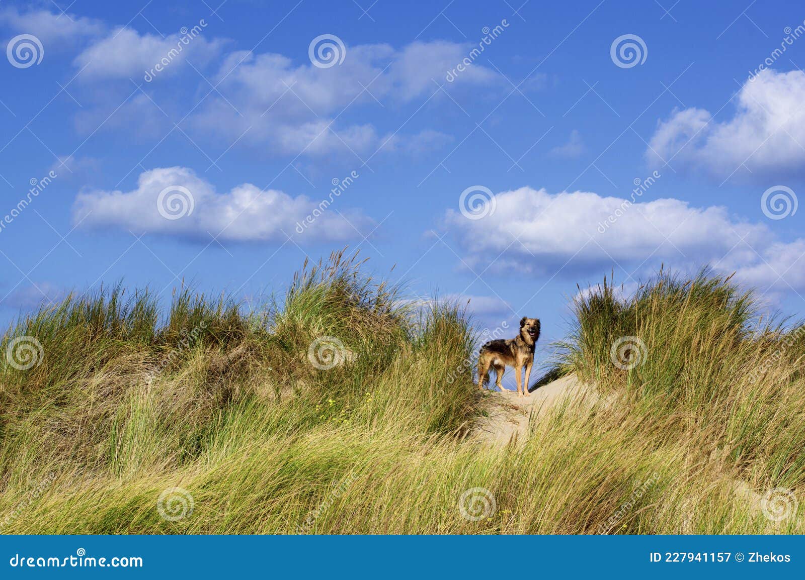 Cute Dog between Sand Dunes Stock Image - Image of coast, sand: 227941157