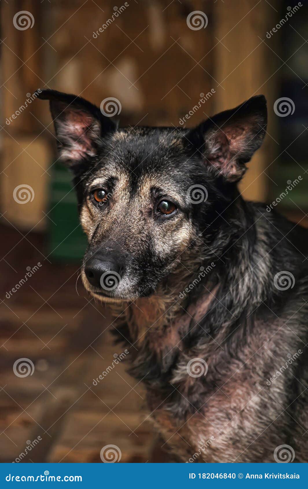 Cute Dog dog, scared stock photo. Image of amazed, closeup - 182046840