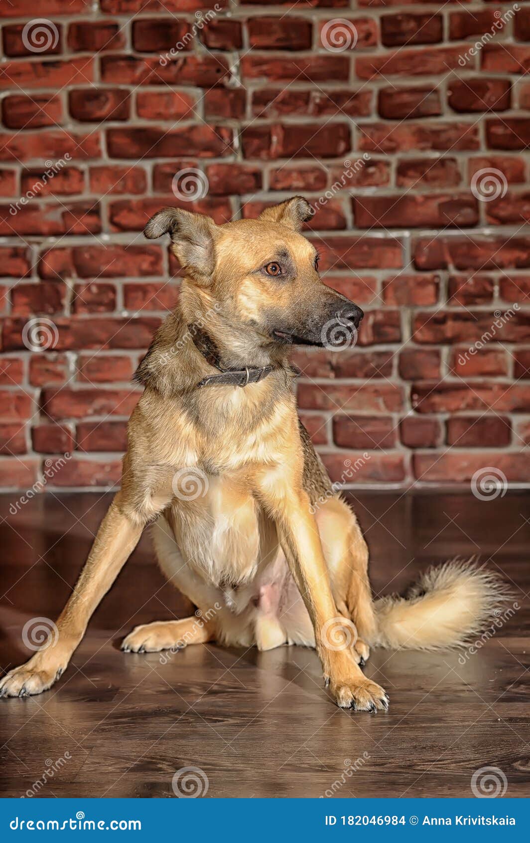 Cute Dog dog, scared stock photo. Image of eyes, comical - 182046984