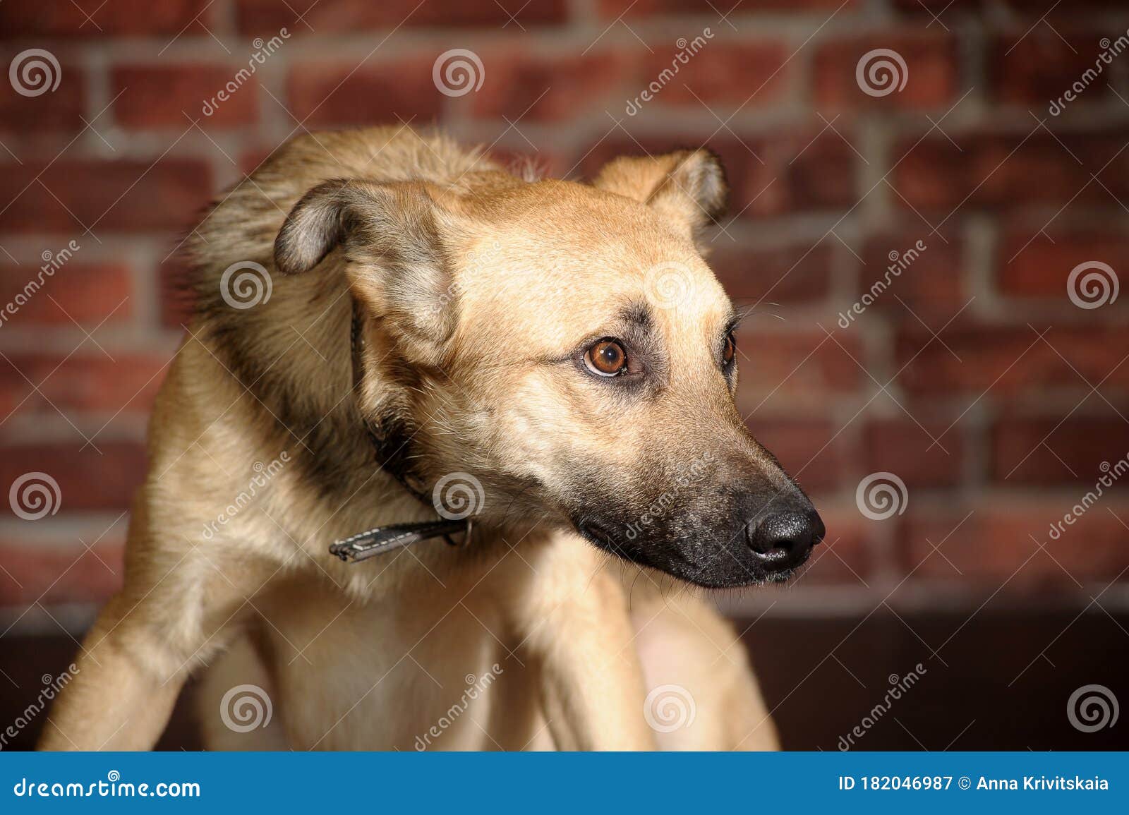 Cute Dog dog, scared stock image. Image of frown, brown - 182046987