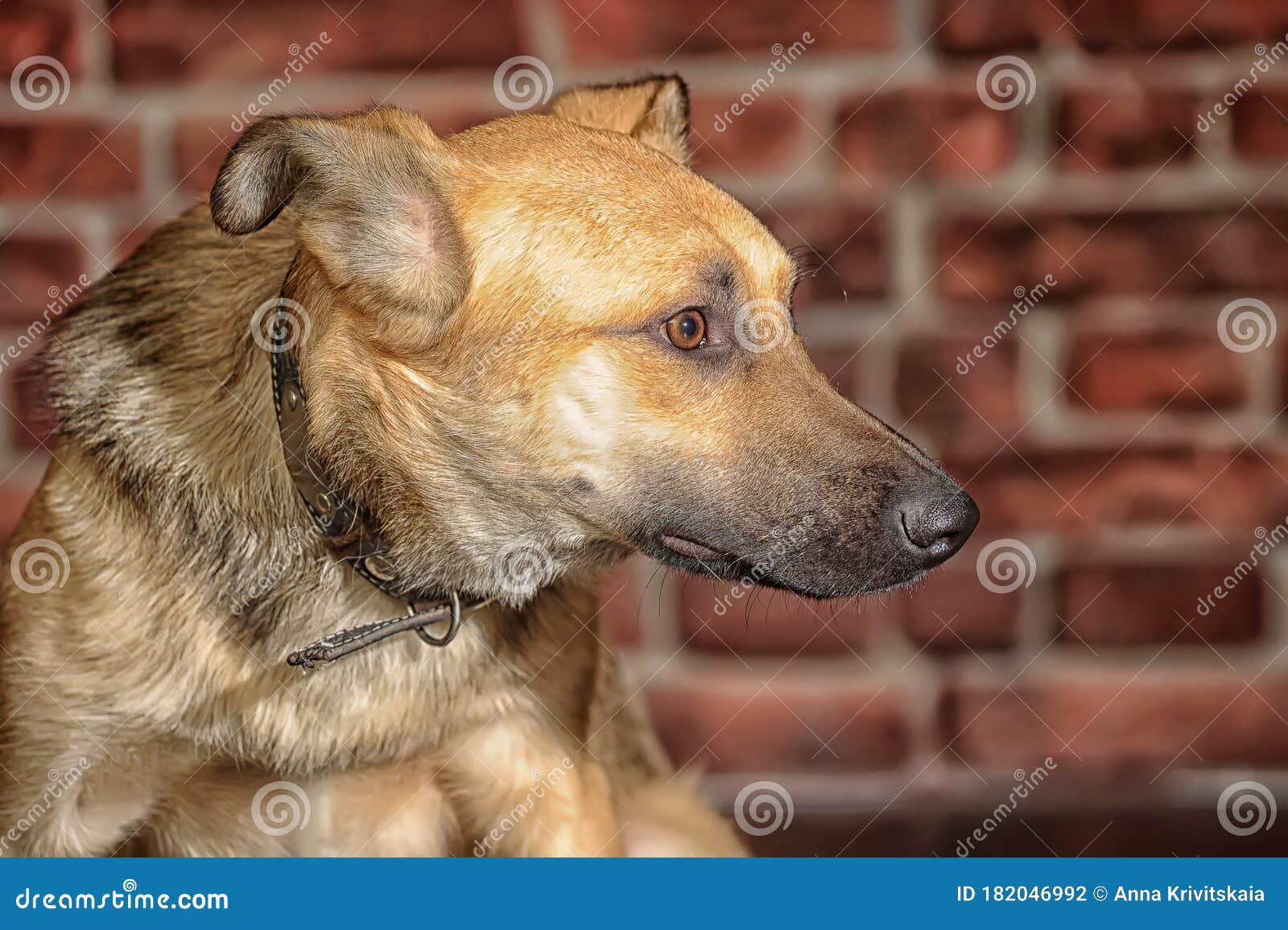 Cute Dog dog, scared stock photo. Image of canine, golden - 182046992