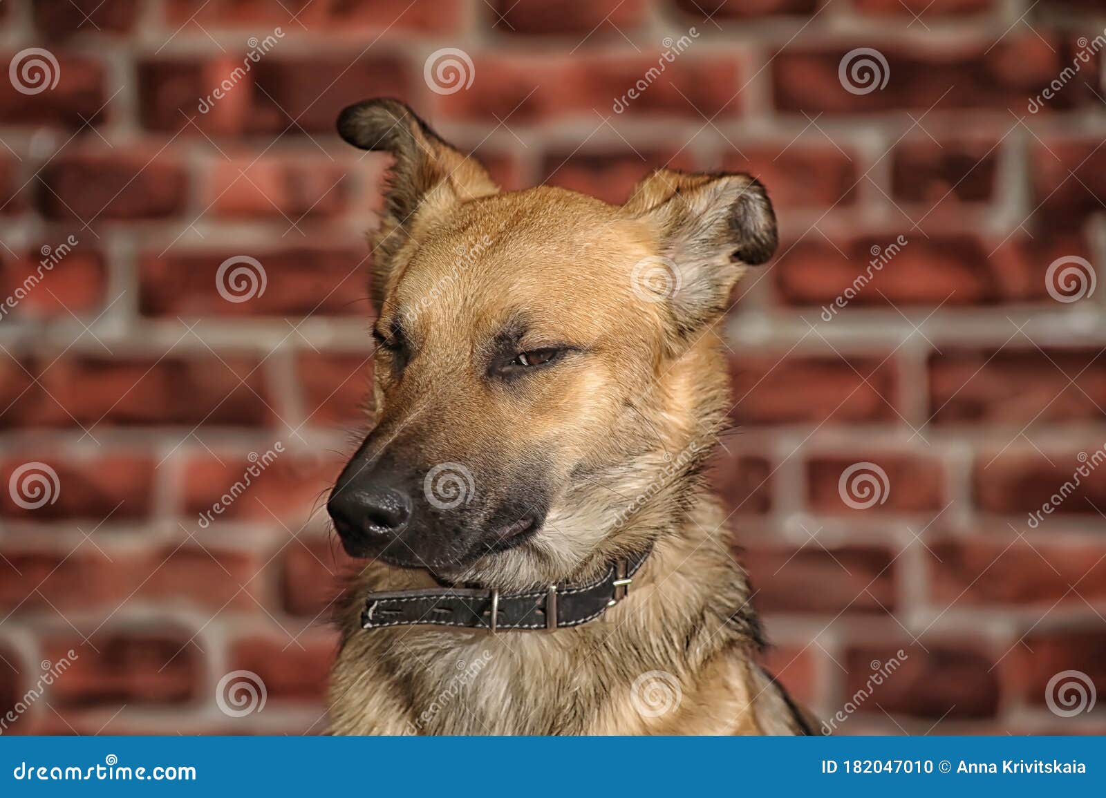 Cute Dog dog, scared stock photo. Image of collar, friendly - 182047010