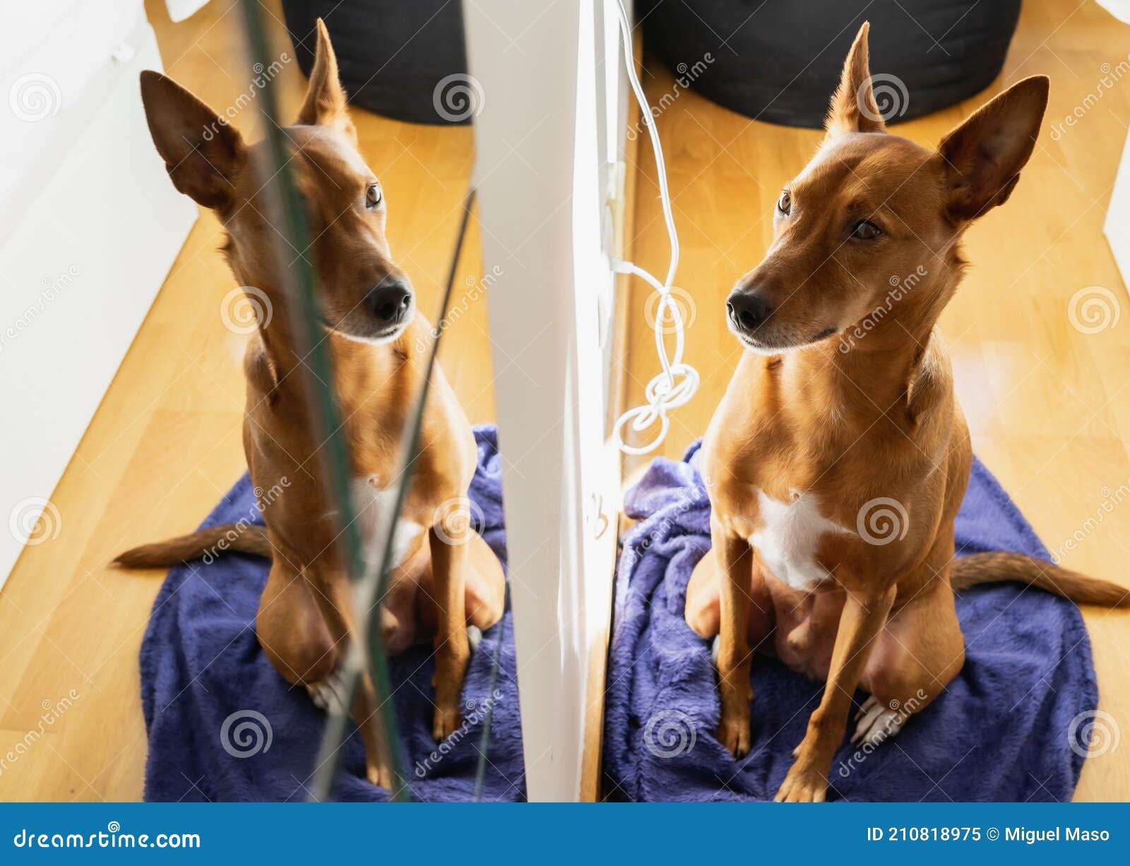 A Cute Dog Seeing Itself Reflected in a Mirror, Forming a Practically ...