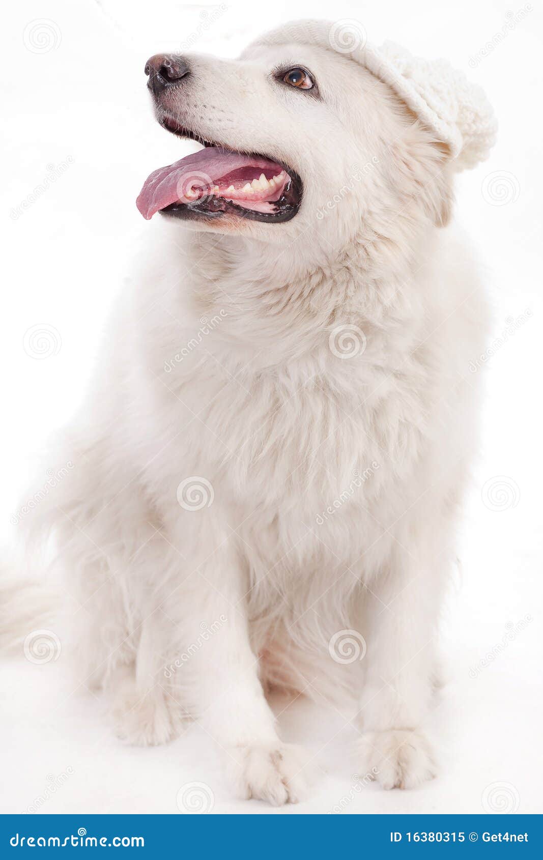 Cute dog sit with cap stock image. Image of domestic - 16380315