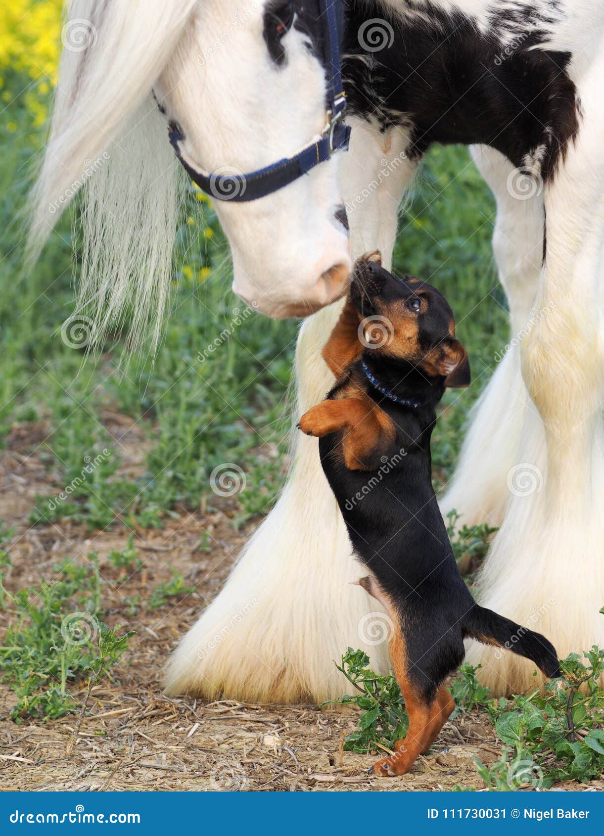 Horse and Dog stock image. Image of cute, jack, friendship - 111730031