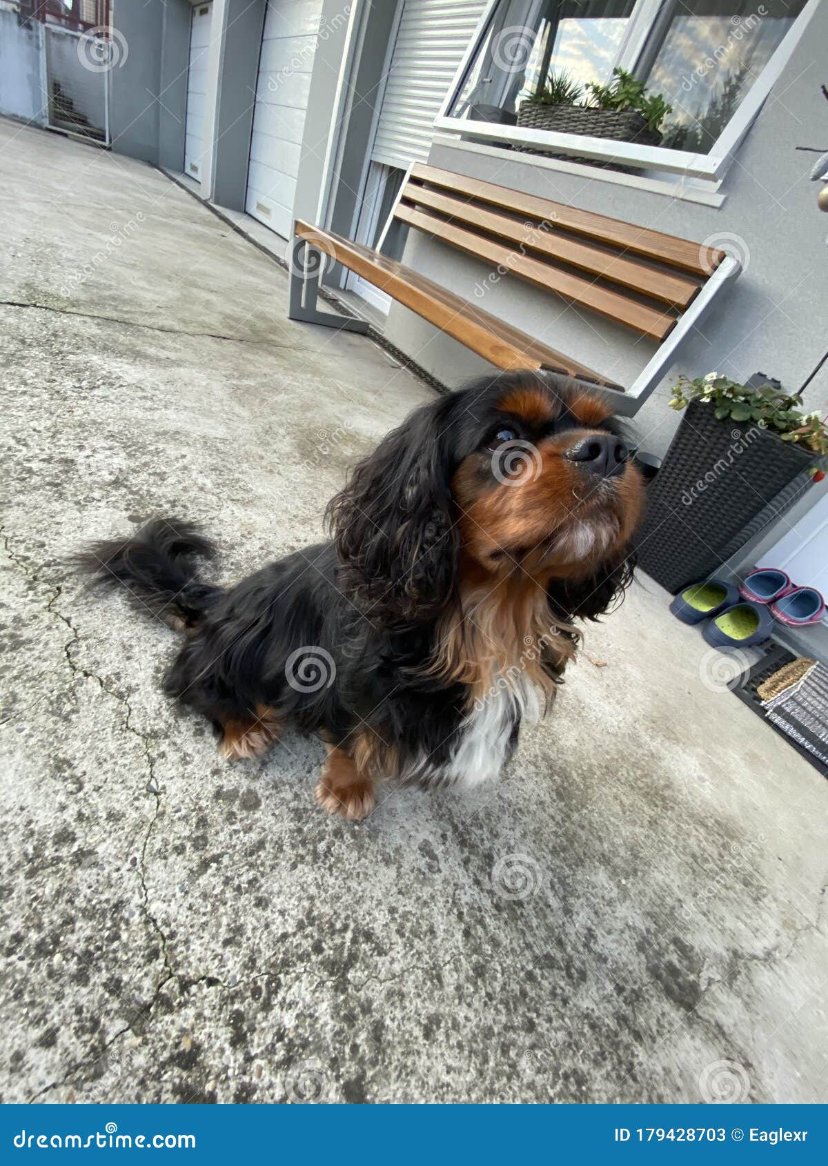 Cute Dog Sitting Outdoors stock image. Image of house - 179428703