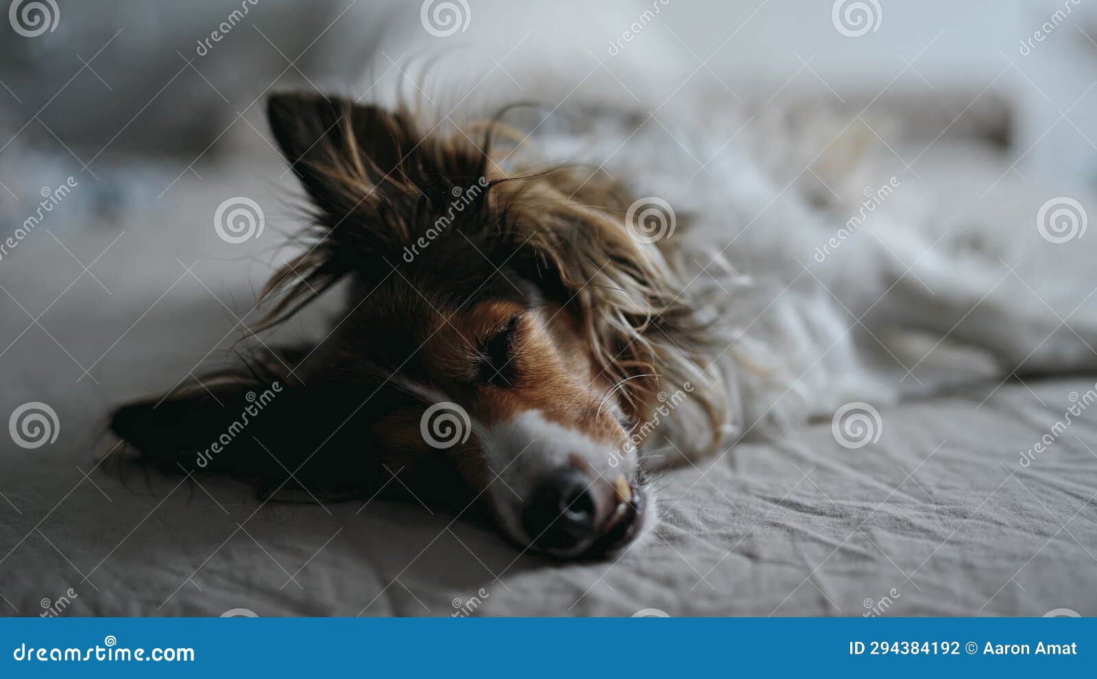 Cute Dog Sleeping on the Bed Stock Photo - Image of doggy, comfort ...