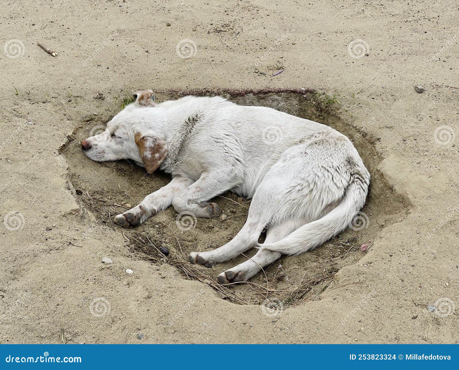 Cute Dog Sleeping on the Sand Stock Photo - Image of nature, lying ...
