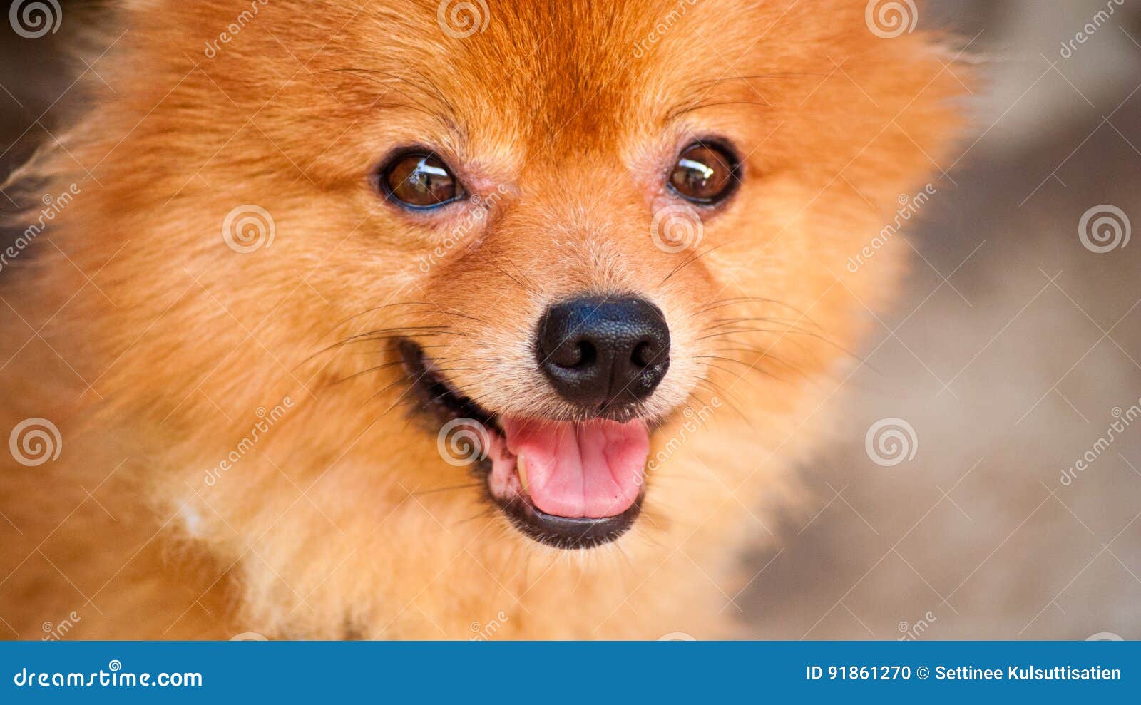 Cute dog smile stock photo. Image of happy, smile, tounge - 91861270