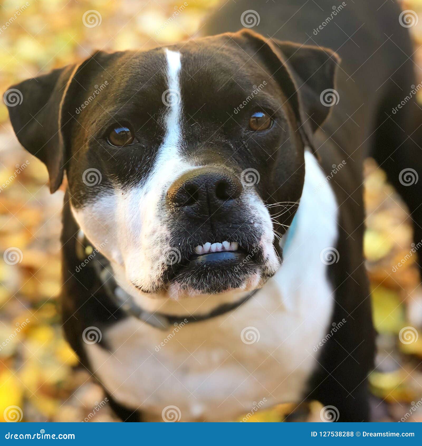 Cute dog sniffing stock photo. Image of time, fall, cute - 127538288