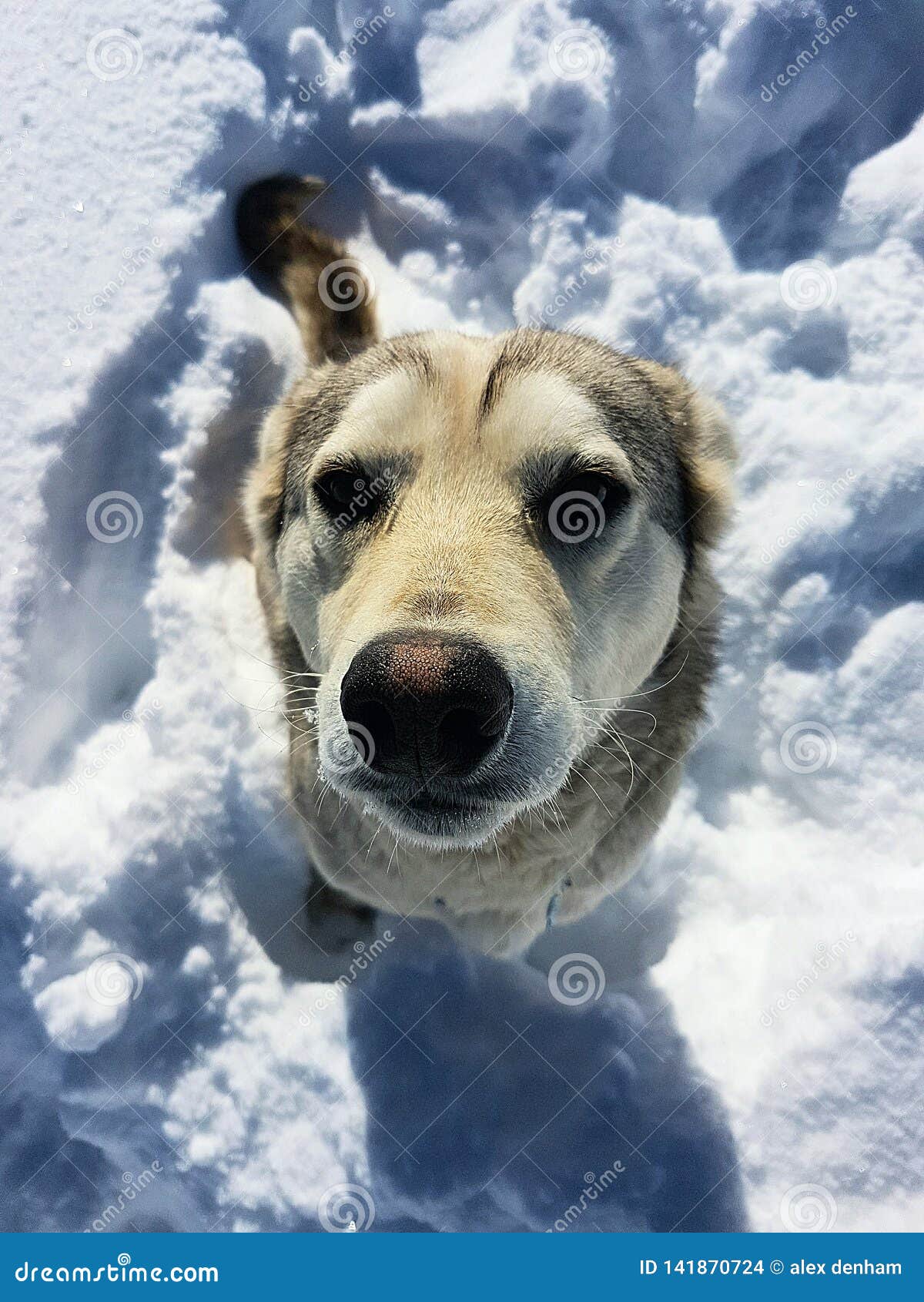 A cute dog in the snow stock photo. Image of cute, winter - 141870724