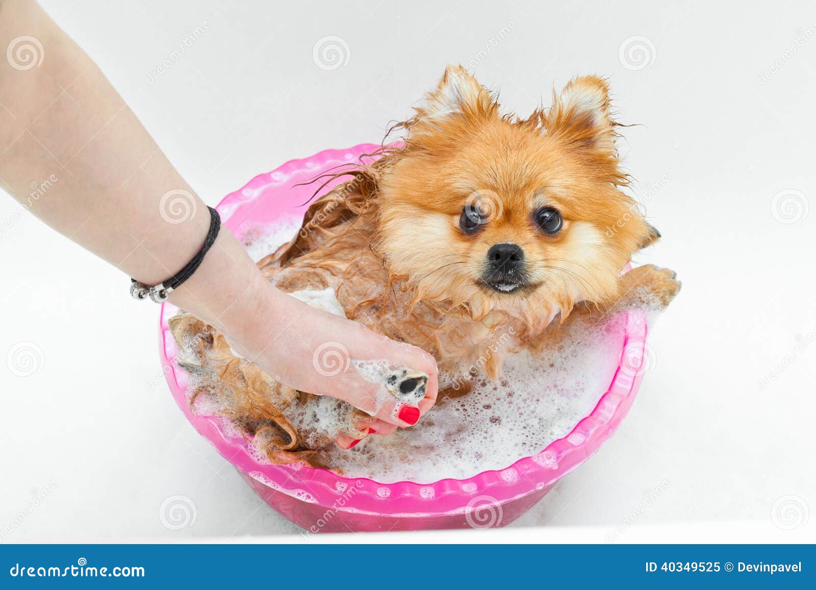 Cute dog Spitz washed stock image. Image of relax, cute - 40349525