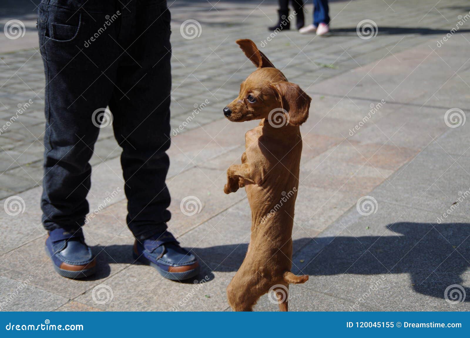 Cute dog stand up stock image. Image of cute, muchn - 120045155