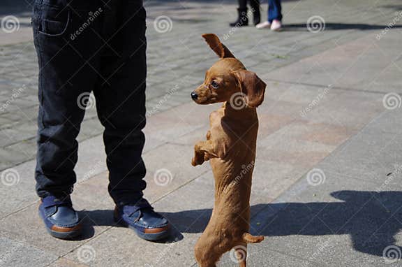 Cute dog stand up stock image. Image of cute, muchn - 120045155