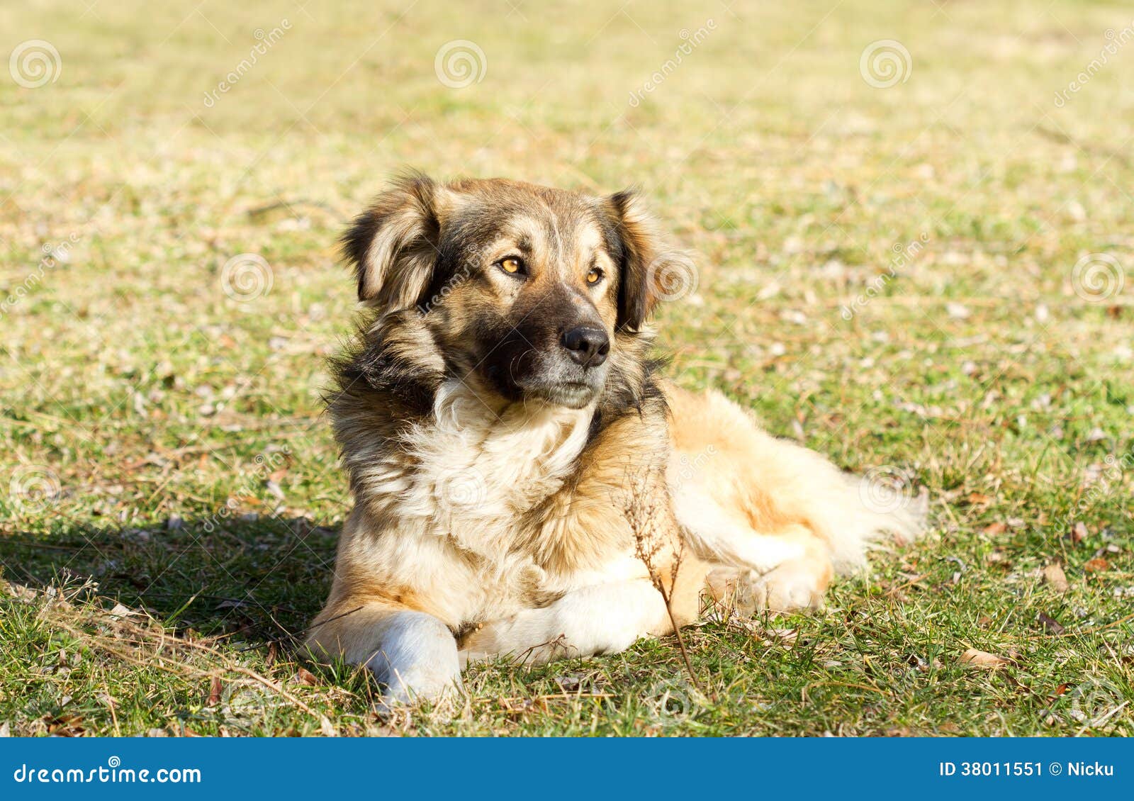 Cute dog standing stock image. Image of friend, meadow - 38011551