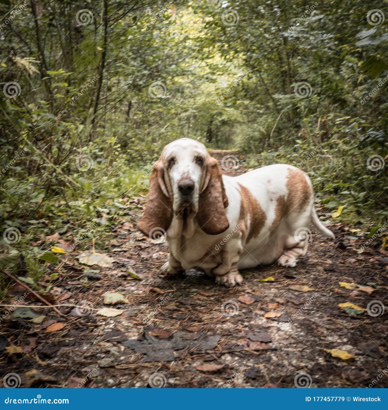 Cute Dog Standing on a Pathway in the Middle of Trees Stock Image ...