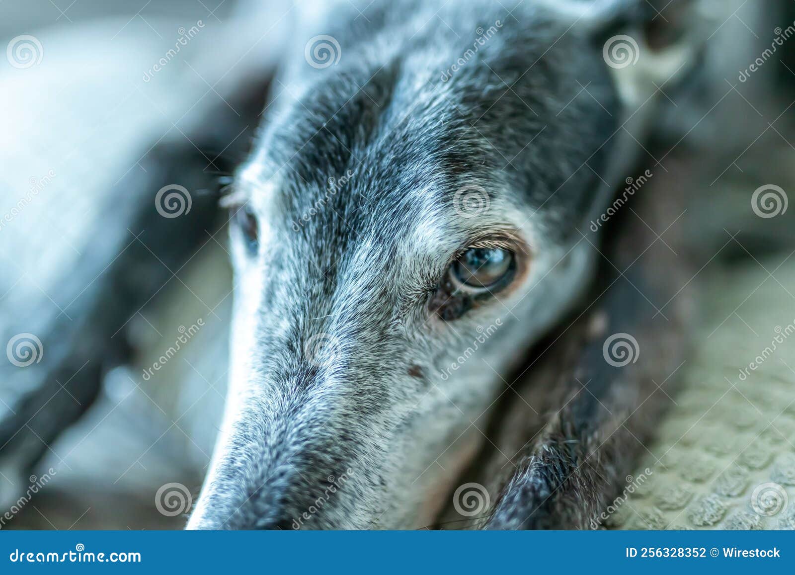Cute Dog Staring while Lying on the Floor Stock Photo - Image of eyes ...