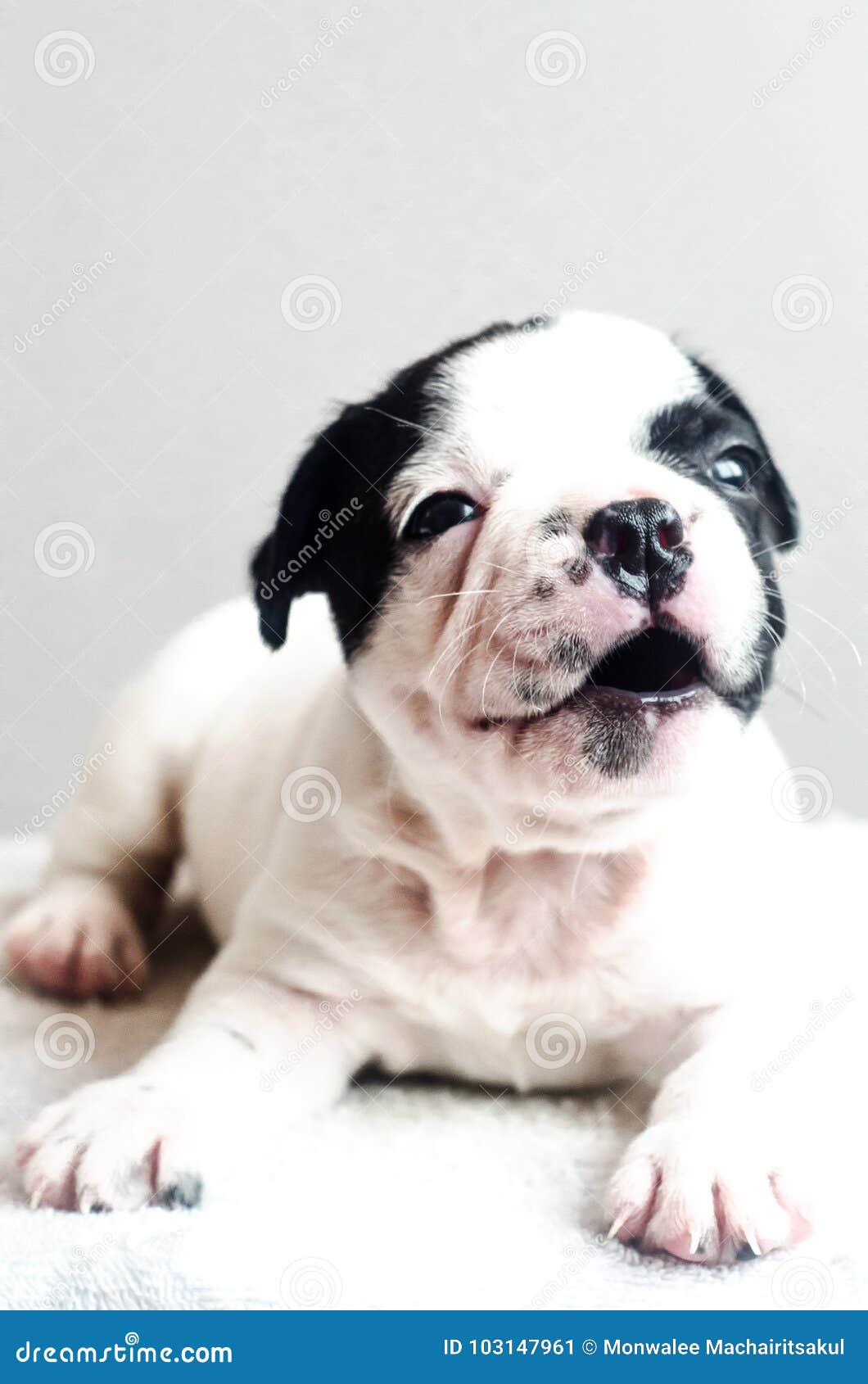 Cute dog studio shot stock image. Image of puppies, friend - 103147961