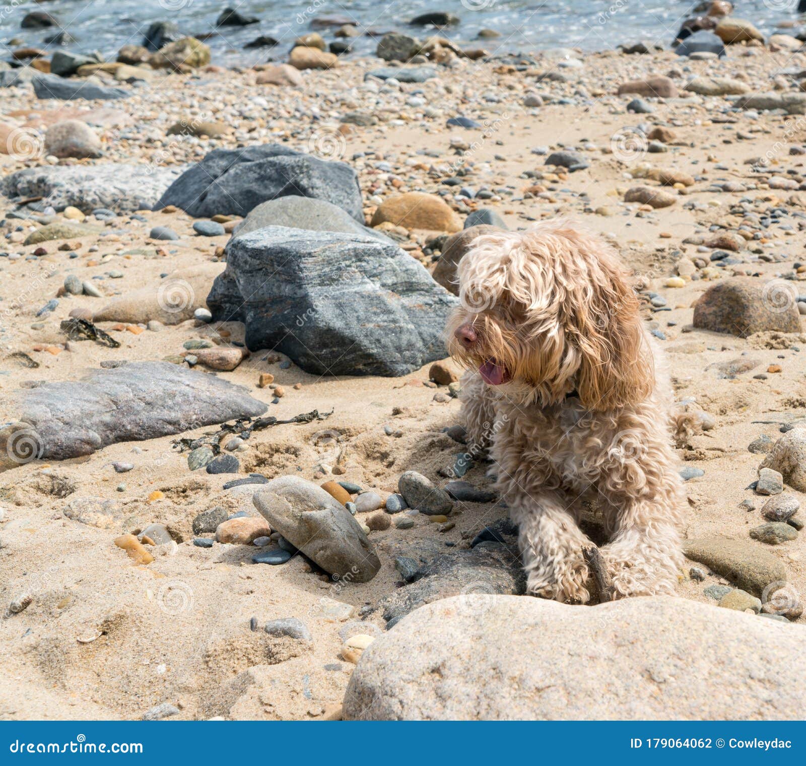 Puppy Cockapoo Isolated On White Royalty-Free Stock Photo ...