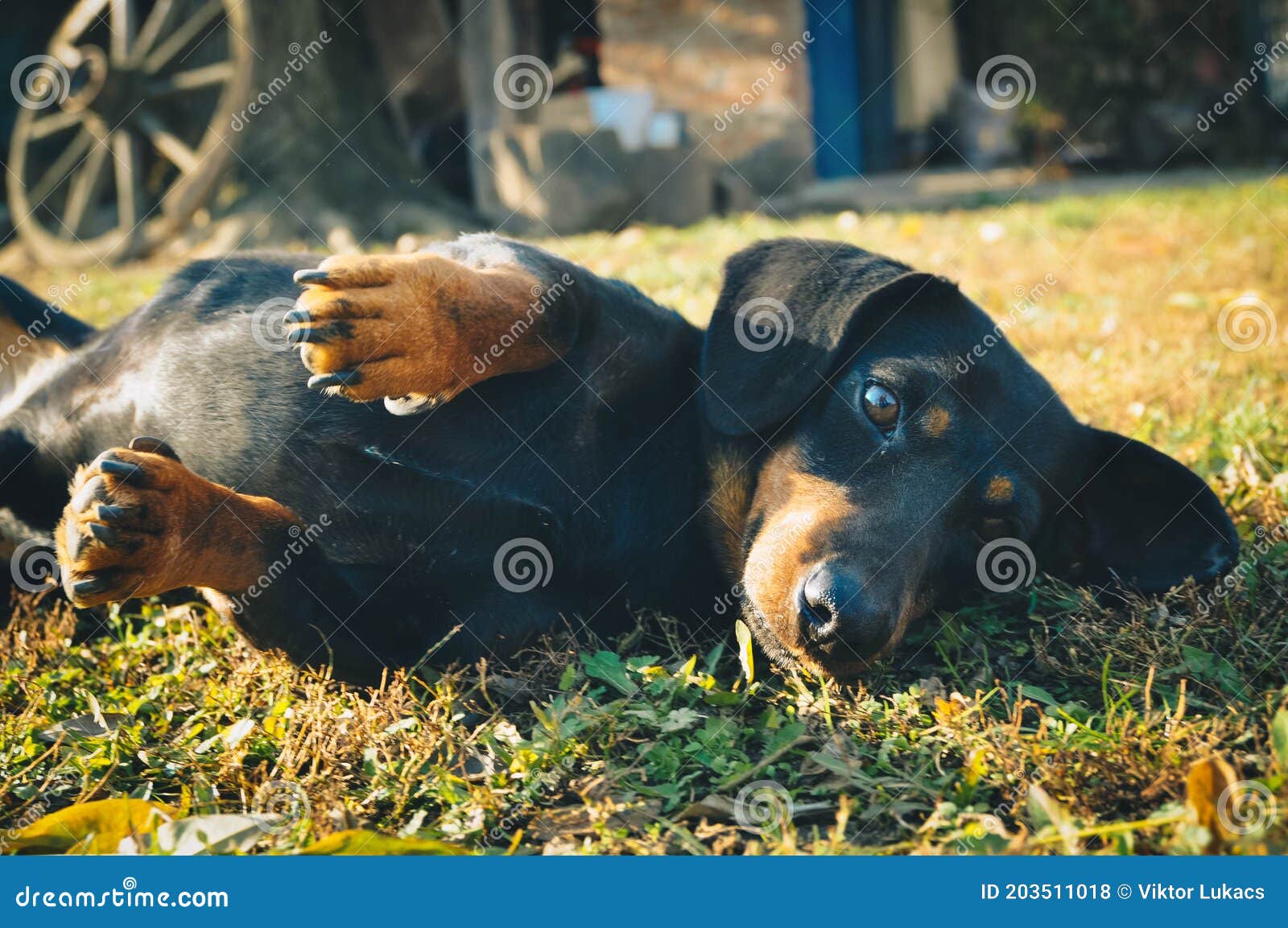 Dog Sunbathing in the Garden Stock Photo - Image of garden, cute: 203511018