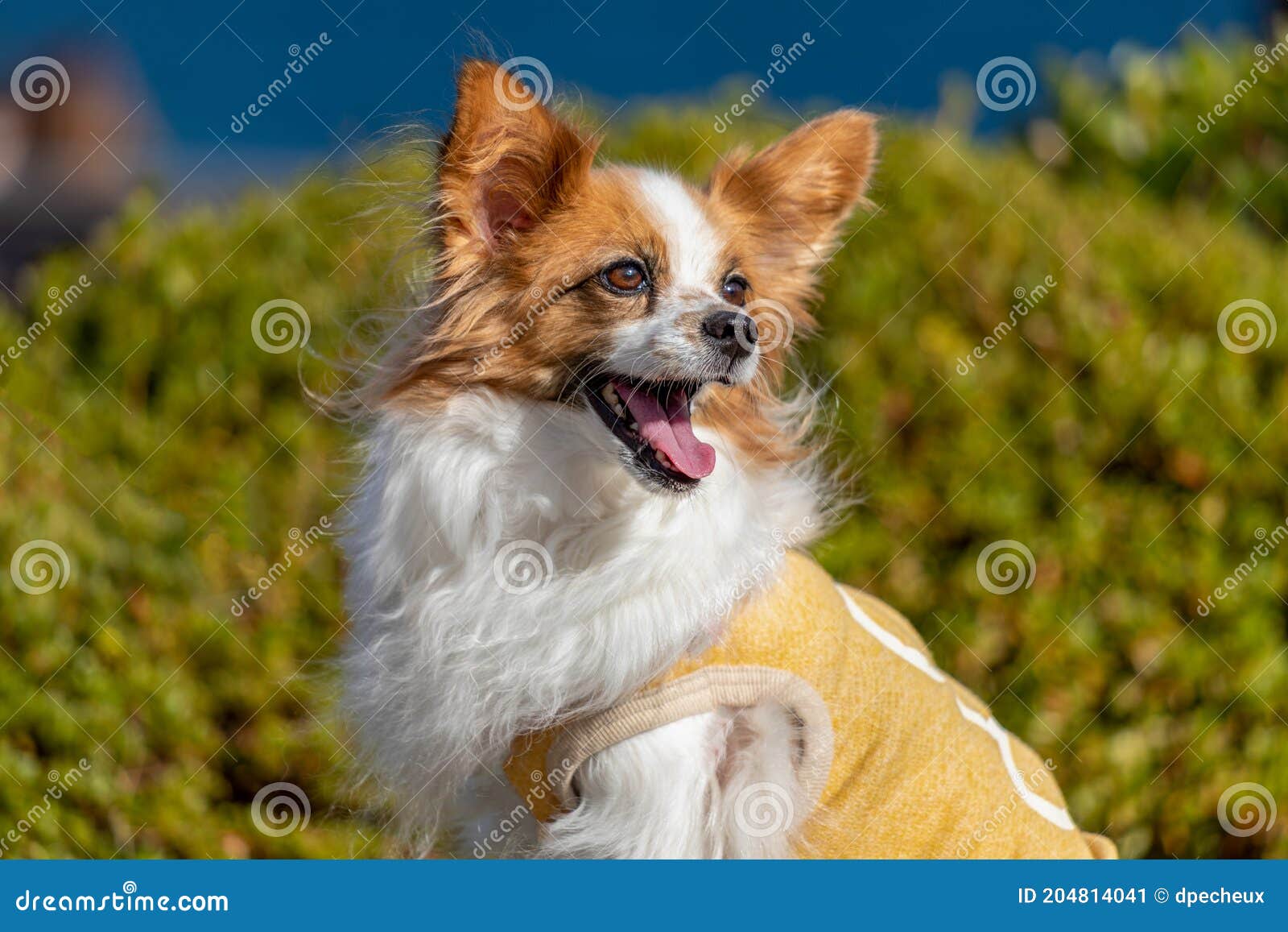 Cute dog in the sunshine stock image. Image of funny - 204814041