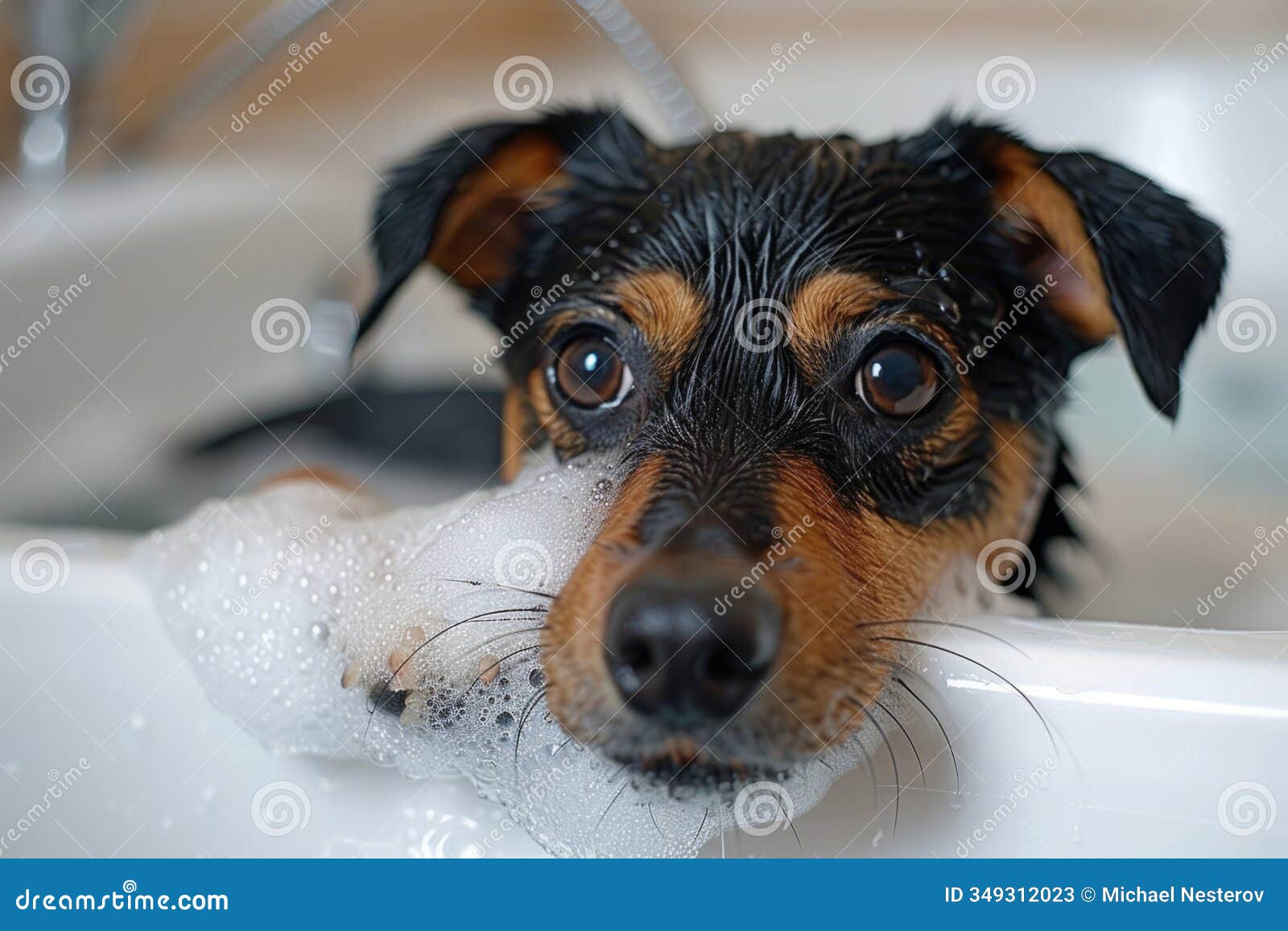 Cute Dog Taking a Bath with Soap Suds Stock Image - Image of shampoo ...
